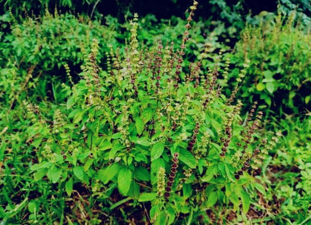 Sering Dijadikan Lalapan, Ternyata Daun Kemangi Punya Manfaat Baik ...